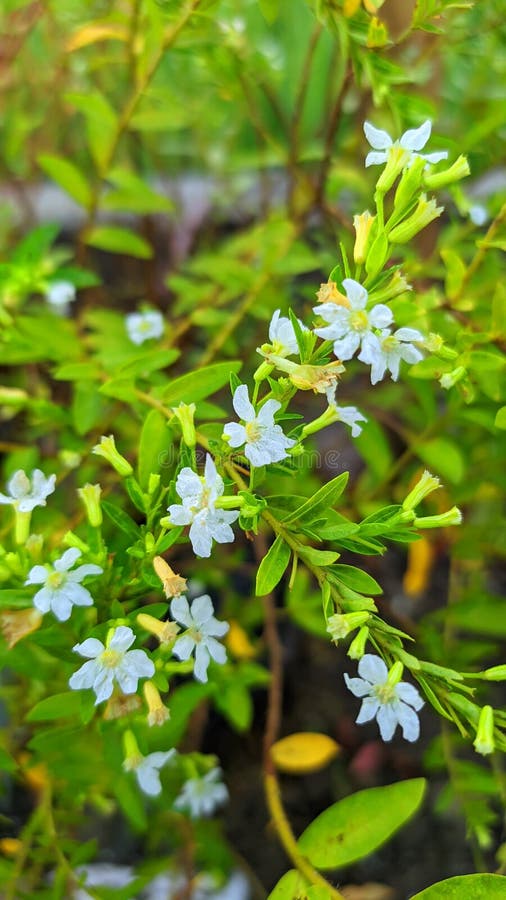 White Cuphea Hyssopifolia Shrub with Flowers Stock Photo - Image of ...