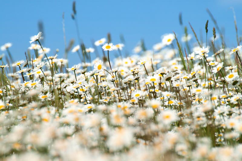 2,700+ White flowers field Free Stock Photos - StockFreeImages