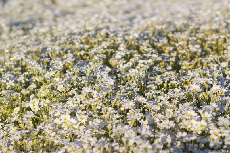 White flowers field stock photo. Image of lush, blooming - 55118716
