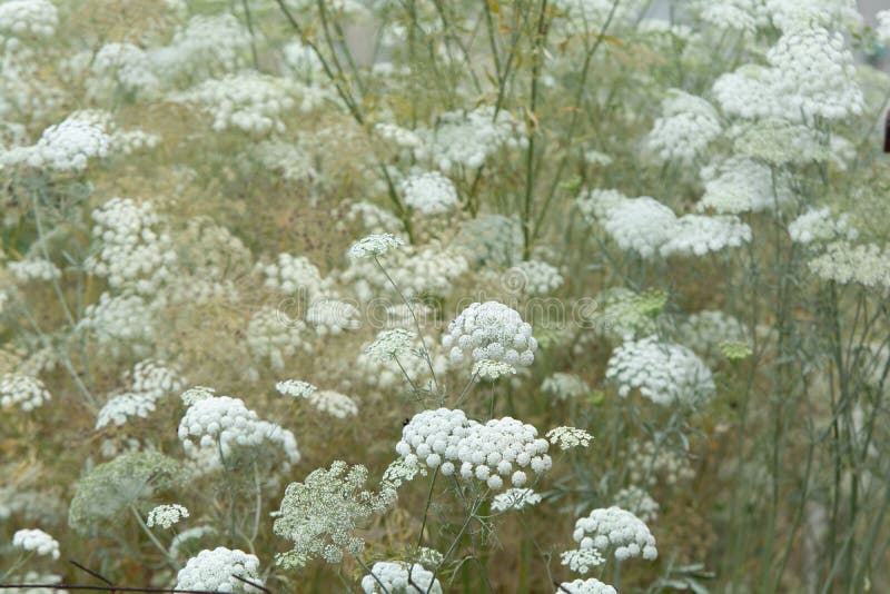 White Flowers in the Field Create a Cloud Texture Stock Photo - Image ...
