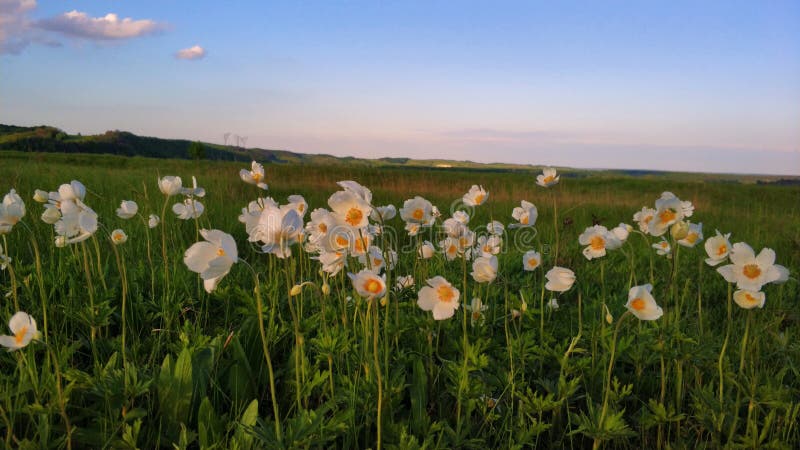 White flowers in the field stock photo. Image of landscapelovers ...
