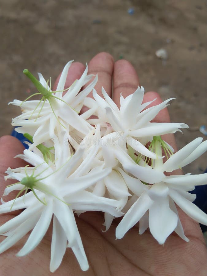 Mogra White Fragrance Beautiful Awesome Stock Image - Image of ...