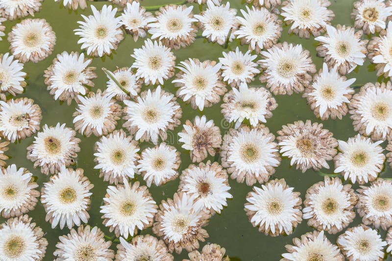 White Flowers Float on Aqua Stock Photo - Image of blossom, drop: 100230088