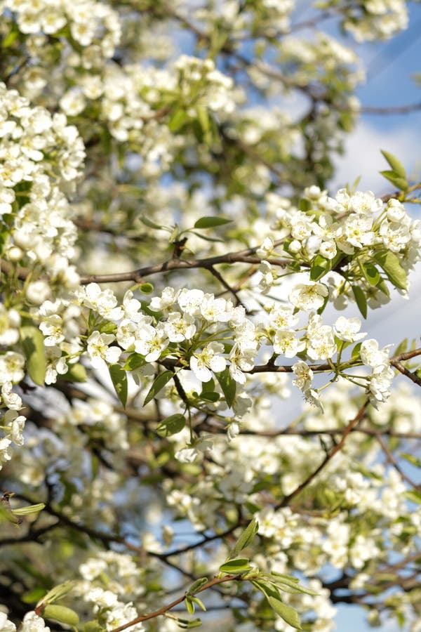 White, Blossoming Tree in City Stock Image - Image of bloom, branch ...