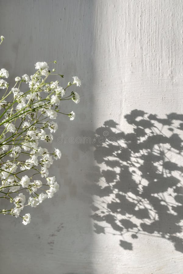 White Flowers and Floral Sunlight Shadows on Wall, Sun and Shadow ...