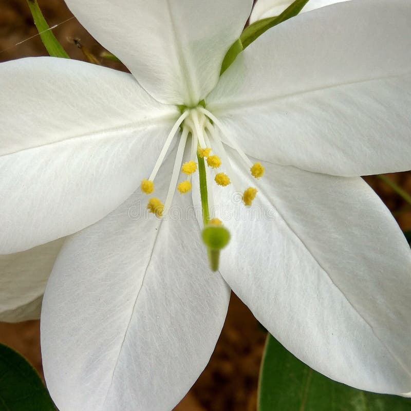 White flowers stock photo. Image of colours, white, petals - 88625878