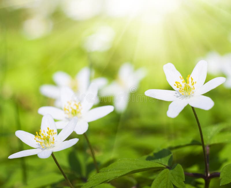 White flowers in forest. stock image. Image of nectar - 25178271