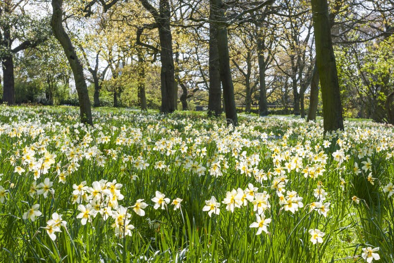 White Flowers in the Forest Stock Photo - Image of tree, nature: 44643136