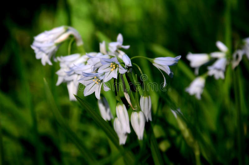 White Flowers in the Forest Stock Image - Image of outdoors, plant ...