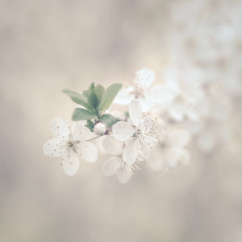 Flowers of fruit tree stock image. Image of light, bloom - 31368767