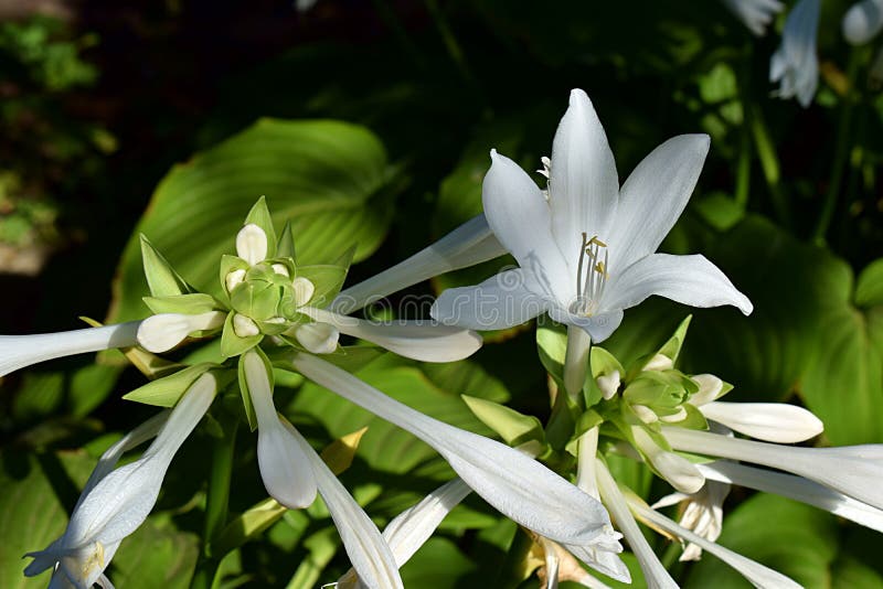 Hostovy Garden Stock Photos - Free & Royalty-Free Stock Photos from ...