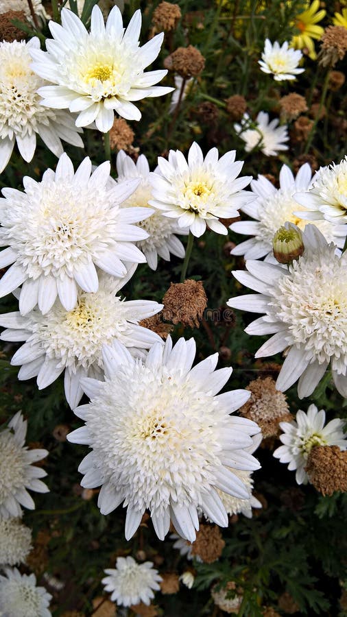White Flowers in the Garden Stock Photo - Image of center, pernambuco ...