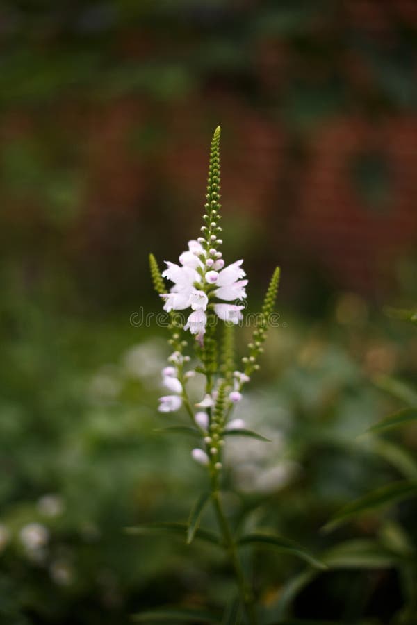 White Flowers on the Green Background Stock Image - Image of blue ...
