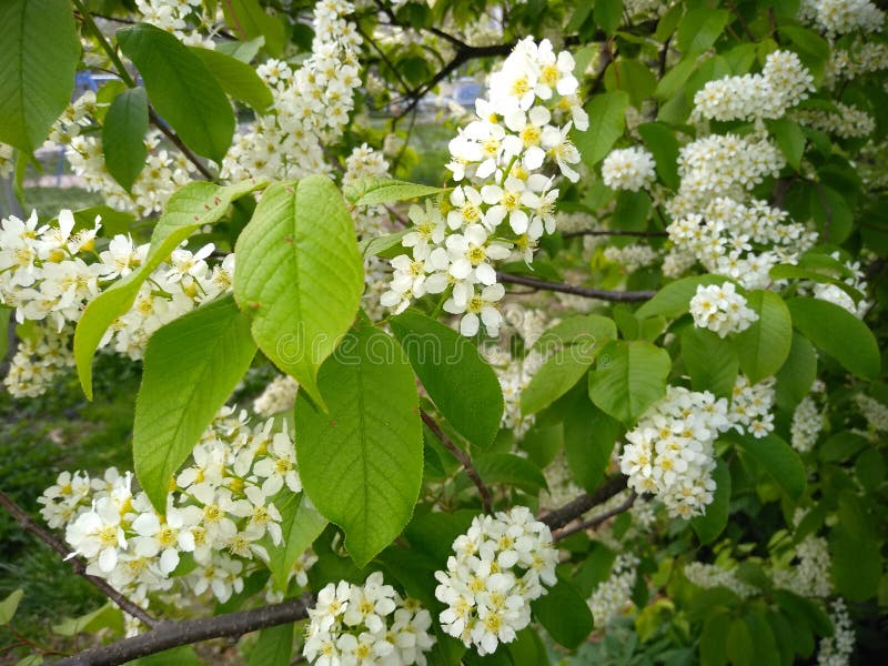 White Flowers in Green Free in Spring Stock Image - Image of spring ...