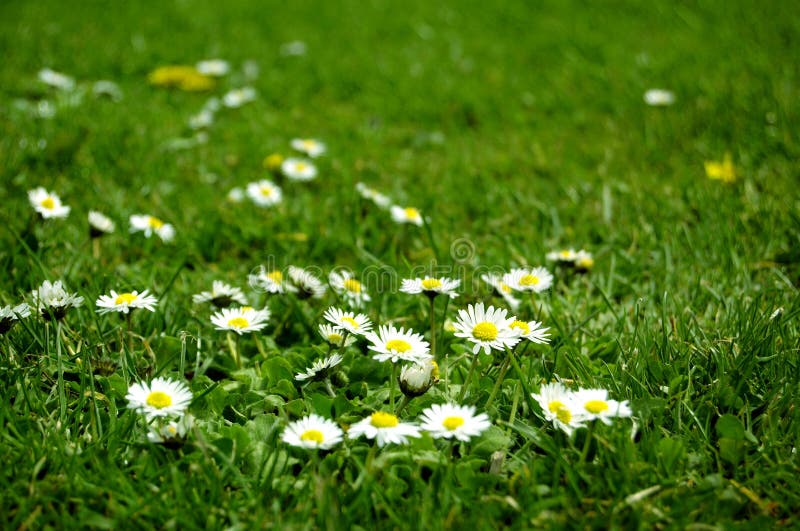 White Flowers in Green Grass Stock Image - Image of green, spring: 10783005