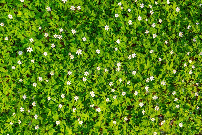 White Flowers and Green Grass Texture Top View. Stock Photo - Image of ...
