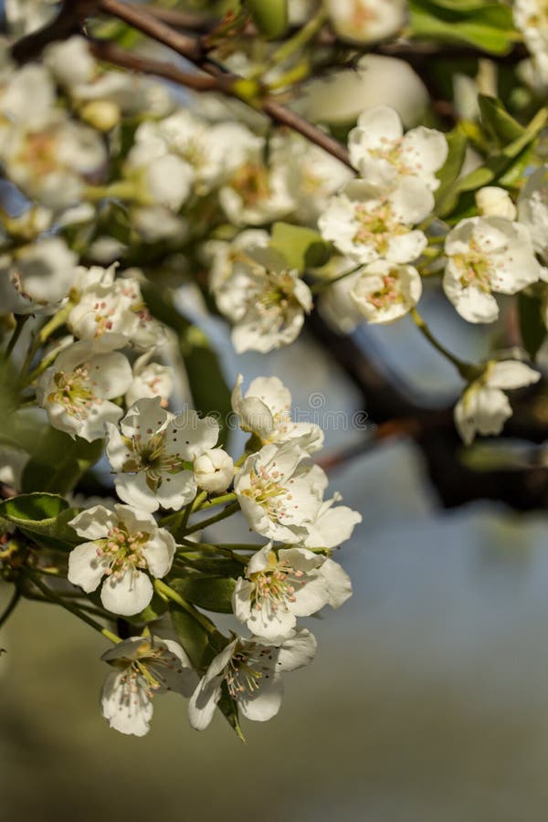 White, Blossoming Tree in City Stock Image - Image of flower, white ...