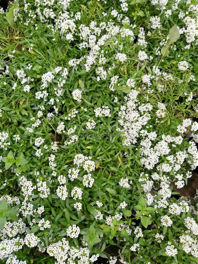 White Flowers and Green Plants in the Garden Stock Image - Image of ...