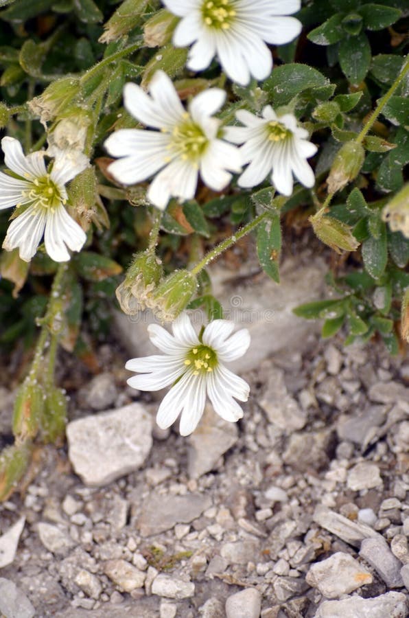 White Flowers Growing among the Rocks Stock Image - Image of large ...