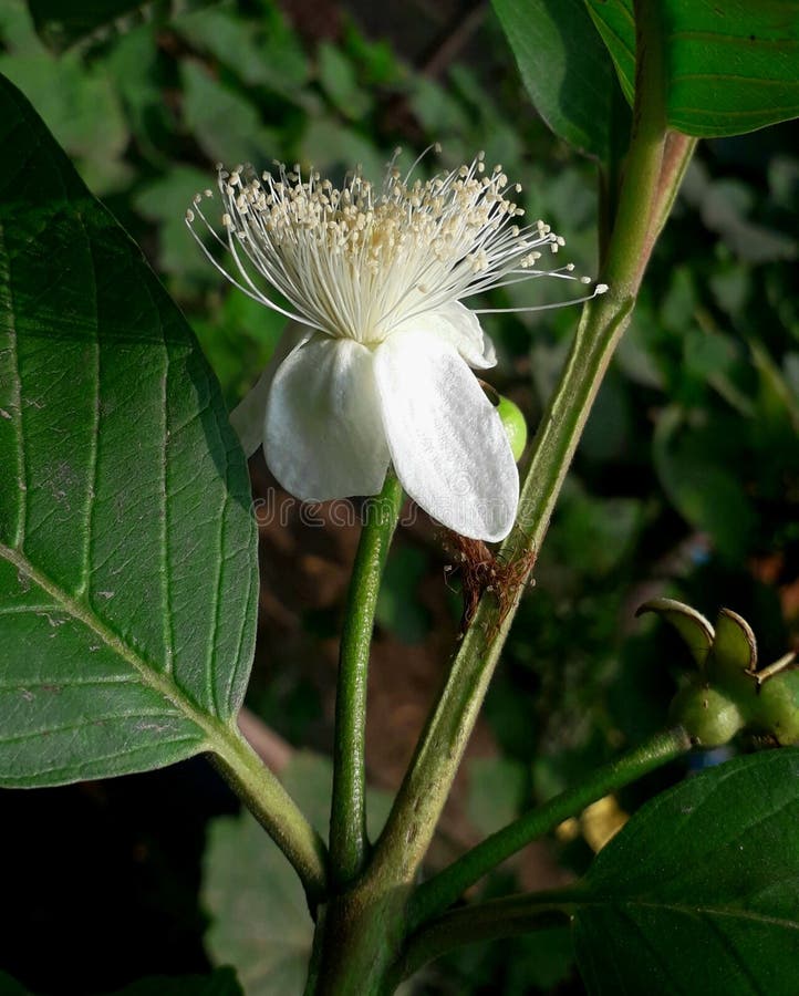 White Flowers of the Guava Tree Stock Image - Image of wildflower, herb ...