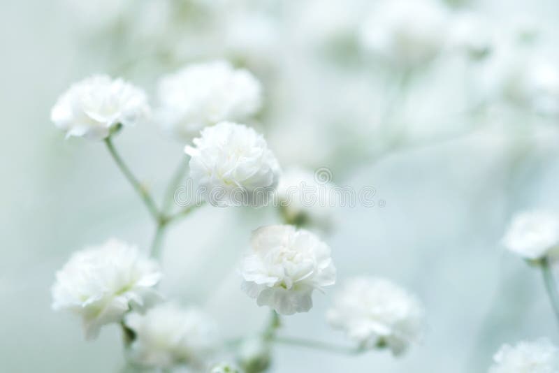 White Flowers of the Gypsophila. Gentle Spring Background Stock Image ...