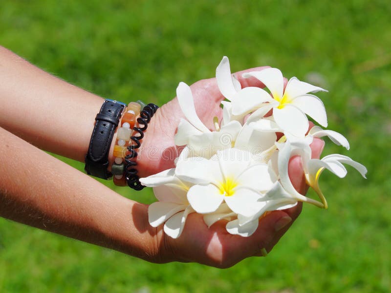 White Flowers in Hands that Form a Bowl Stock Photo - Image of bali ...