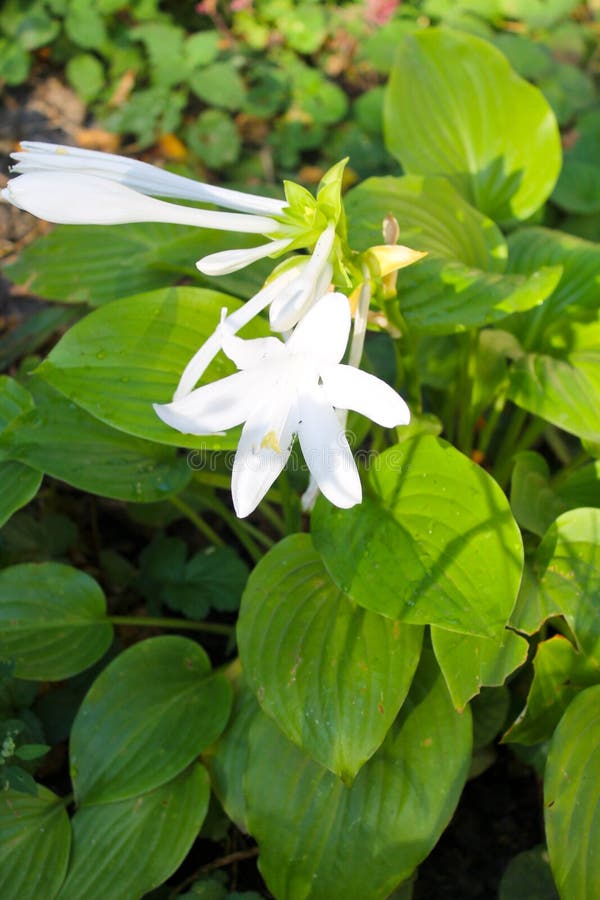 White flowers of hosta stock photo. Image of lush, blooming - 96942924
