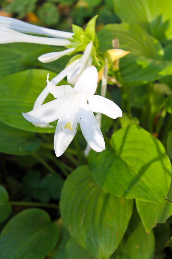 White flowers of hosta stock photo. Image of nature, horticulture ...