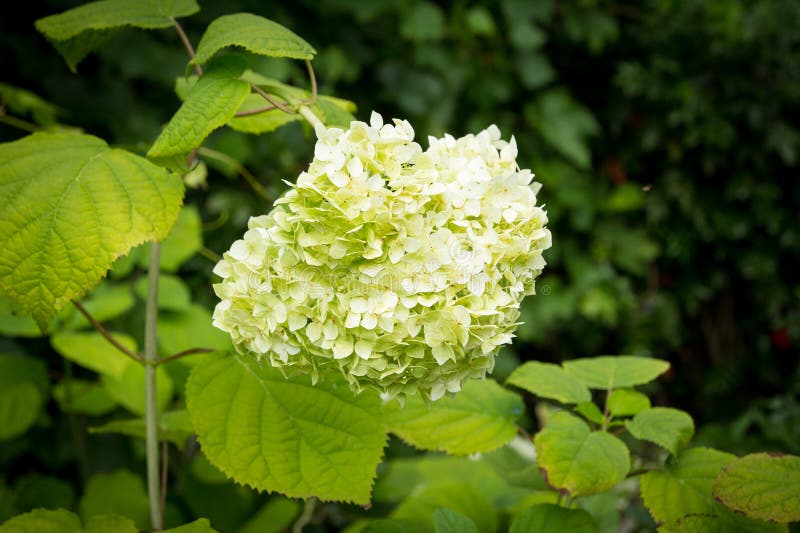 White Flowers of Hydrangea Paniculata Limelight Stock Image - Image of ...