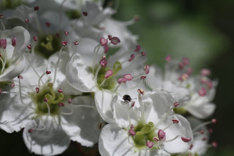 White Flowers and Insect Spring Stock Image - Image of spring, flowers ...
