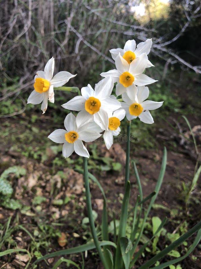 White flowers stock photo. Image of flower, tulip, meadow - 263842852