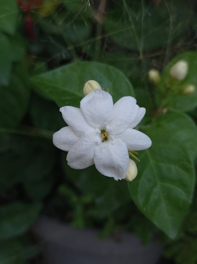 White Flowers of Jasmine or Jaminum Sambac Stock Photo - Image of plant ...