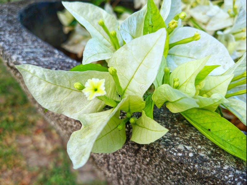 White Flowers on a Large Stone Pot Stock Image - Image of leafy ...