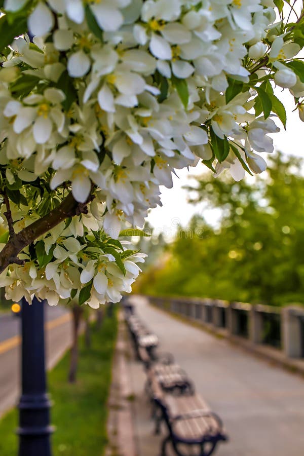 White Flowers Lining a Scenic Pathway Stock Image - Image of spring ...