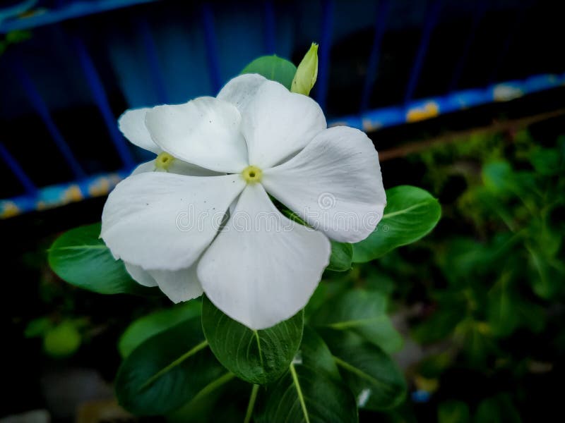 White Flowers Look Up Close Up Stock Photo - Image of meadow, yellow ...