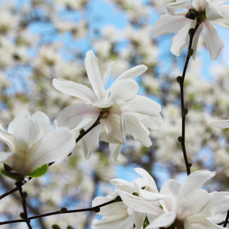 White Flowers. Magnolia Star Tree Blossom Stock Image - Image of ...