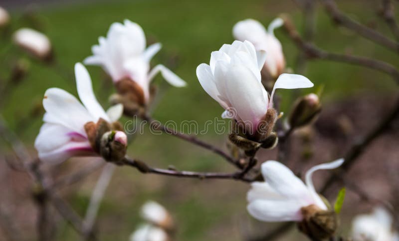White Flowers of the Magnolia Tree in Early Spring Stock Photo - Image ...
