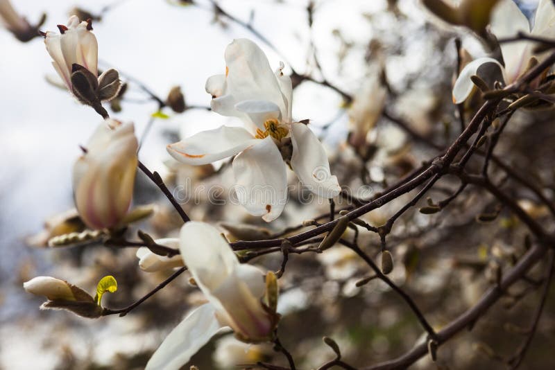 White Flowers of the Magnolia Tree in Early Spring Stock Image - Image ...