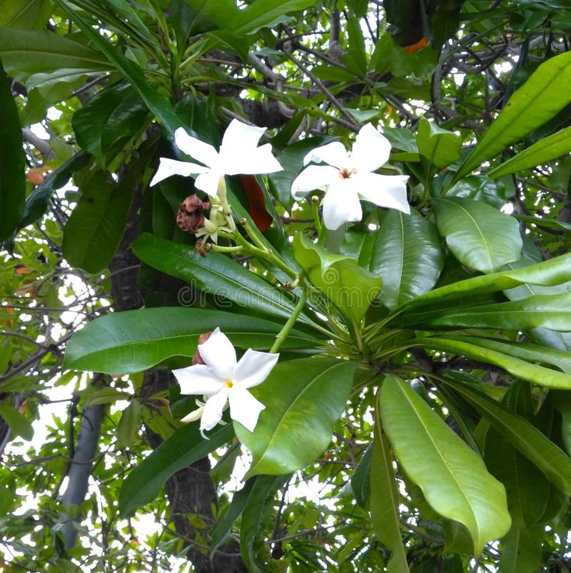 White flowers of maja tree stock image. Image of flower - 266277515