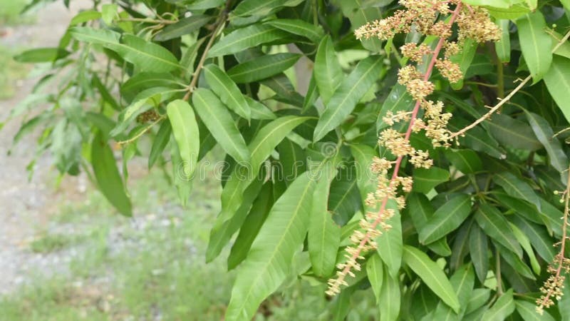 White Flowers of the Mango Tree or Mangifera Indica that Sway in the ...