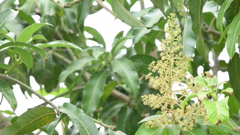 Mangifera Indica Stock Footage & Videos - 111 Stock Videos