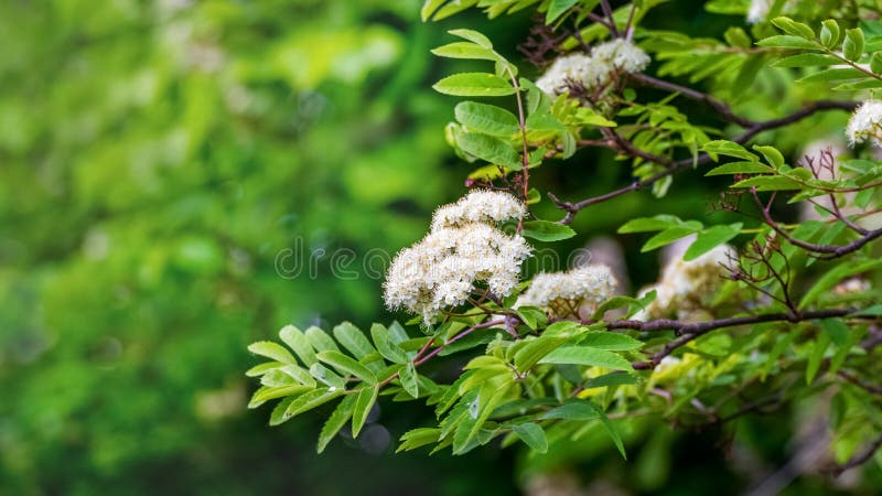 White Flowers of Mountain Ash on a Tree. Rowan Flowering Stock Photo ...