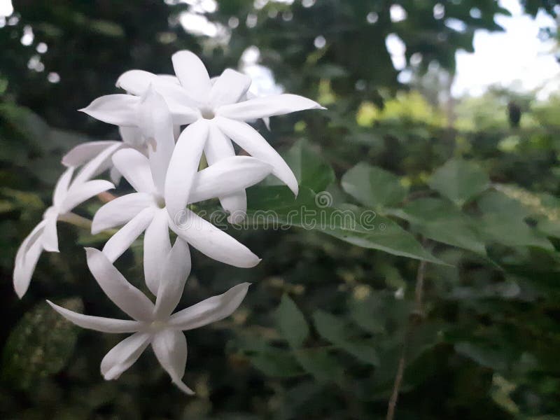 White Pichcha Stock Photos - Free & Royalty-Free Stock Photos from ...