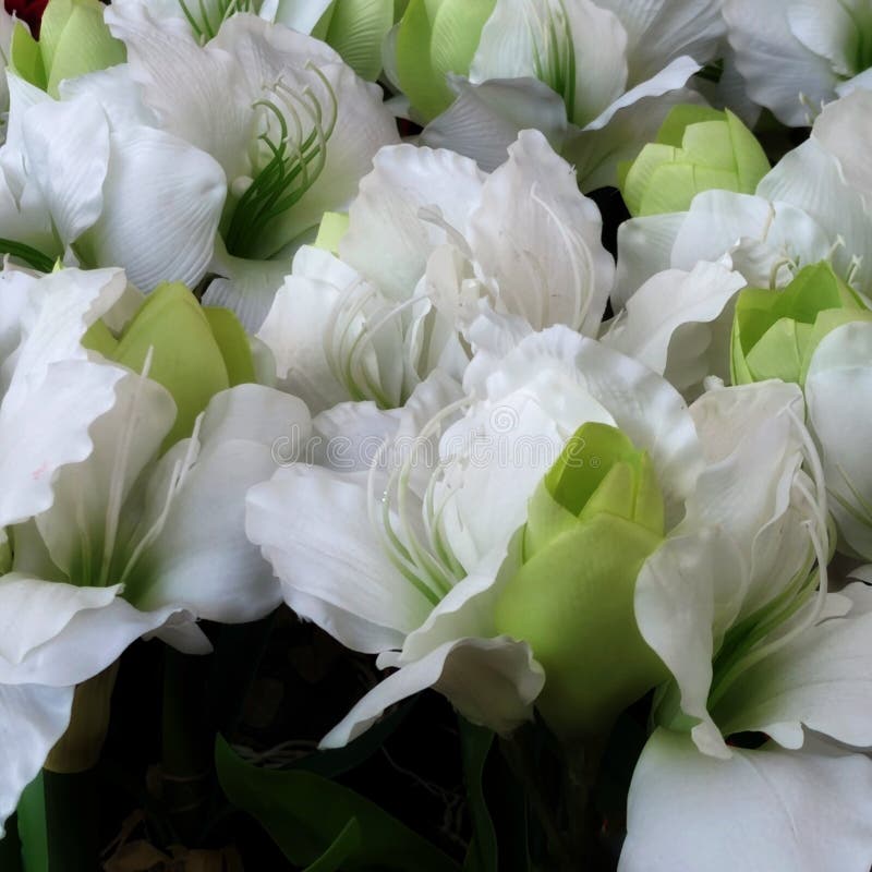 White Flowers are Not Alive Stock Photo - Image of flower, flowers ...