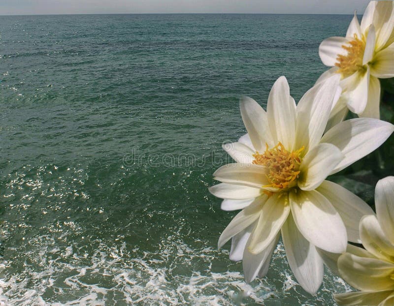 Flowers and the ocean stock photo. Image of herbage, ocean - 15090254
