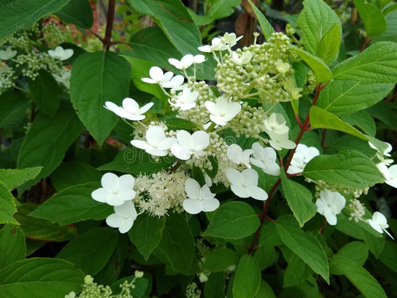 Hydrangea Paniculata `Kyushu` Stock Photo - Image of bloom, stems ...