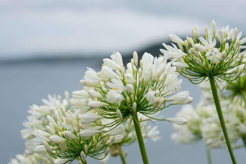 White Flowers on a Pathway at the Side of the Sea in Cornwall Stock ...