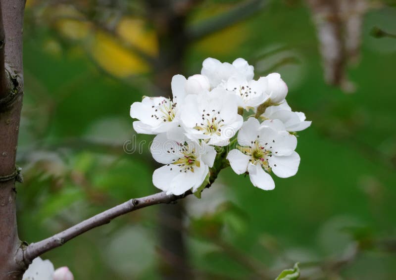 White Flowers of Pear Tree in a Garden Stock Image - Image of natural ...