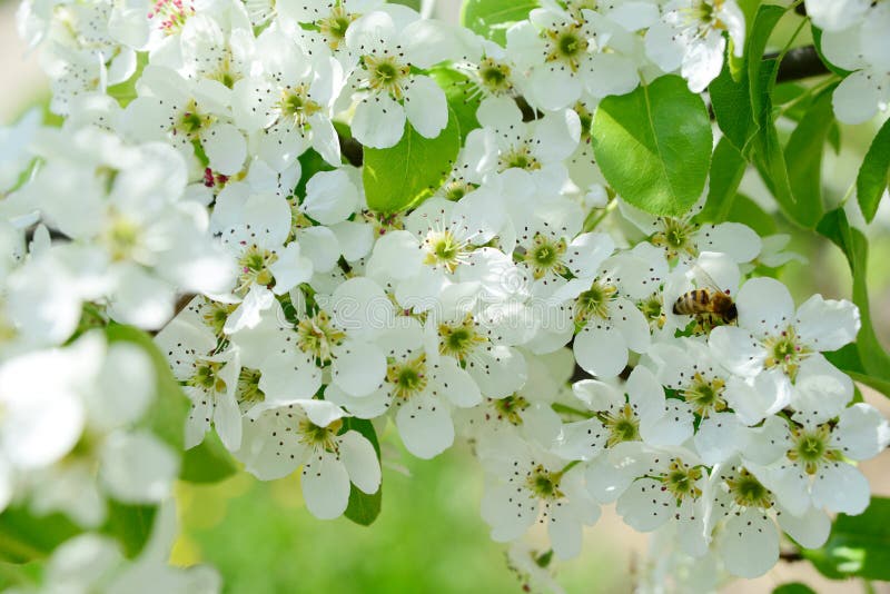 White Flowers of Pear Trees Stock Image - Image of petals, stamens ...