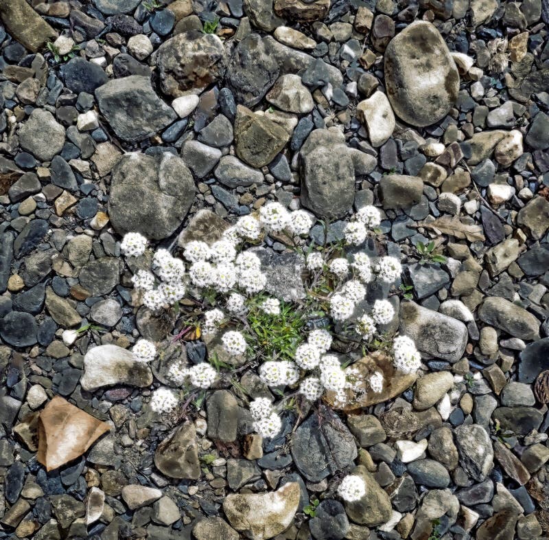 Johan Bollen (Dosdots) - Photographer profile